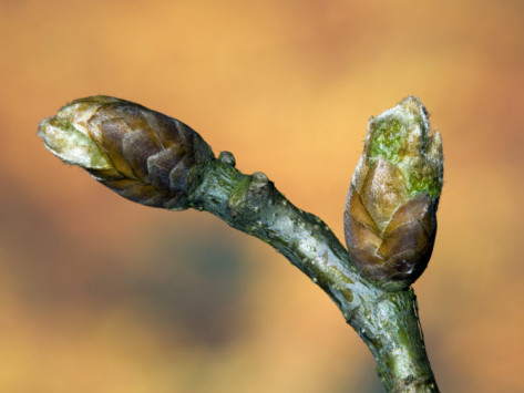 All about leaf and flower buds - Cross Timbers Gazette | Southern ...