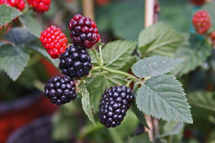 Gardening: Blackberry Basics - Cross Timbers Gazette | Southern Denton ...