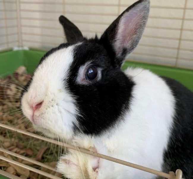 The Arts: Pet bunny inspires woman's inner artist - Cross Timbers ...