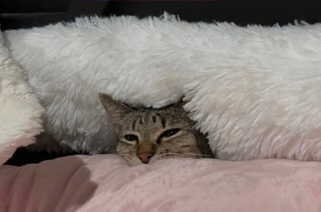 Bubble Cat Café bringing coffee, cats and cuddles to Denton - Cross ...